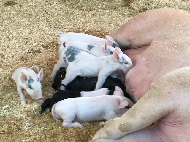 “It is what it is………” – Wizard of Alz blog